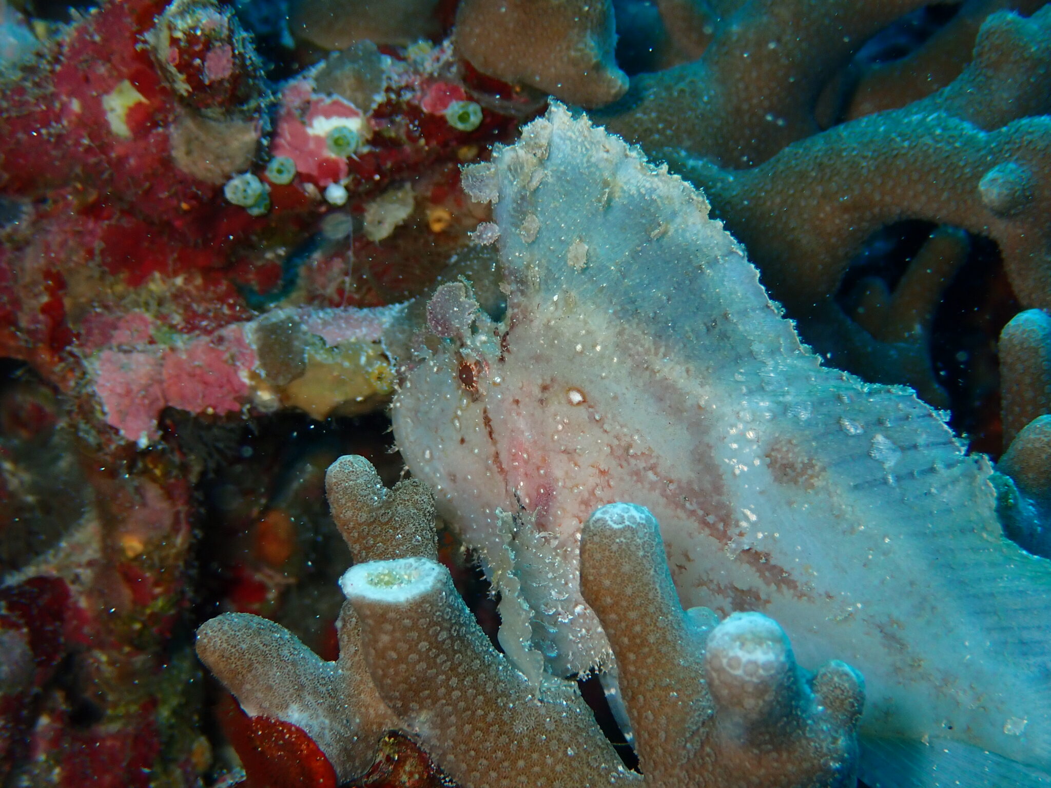 1月26日 慶良間ファン | 沖縄でダイビングならマリンスター・PADIダイビング講習実施店